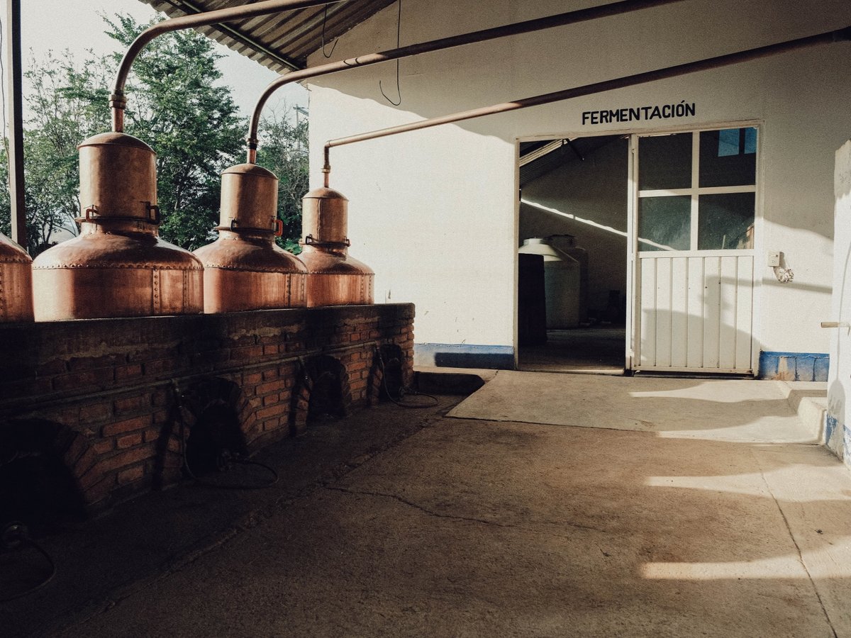 Knowledge Distilled: The Difference Between Tequila & Mezcal