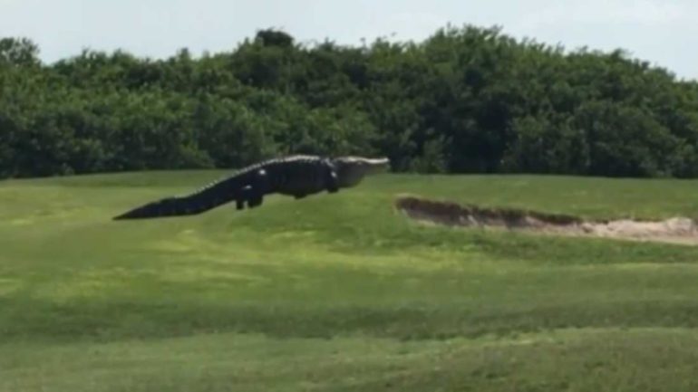 Watch A 15ft Alligator Casually Stroll Across A Golf Course