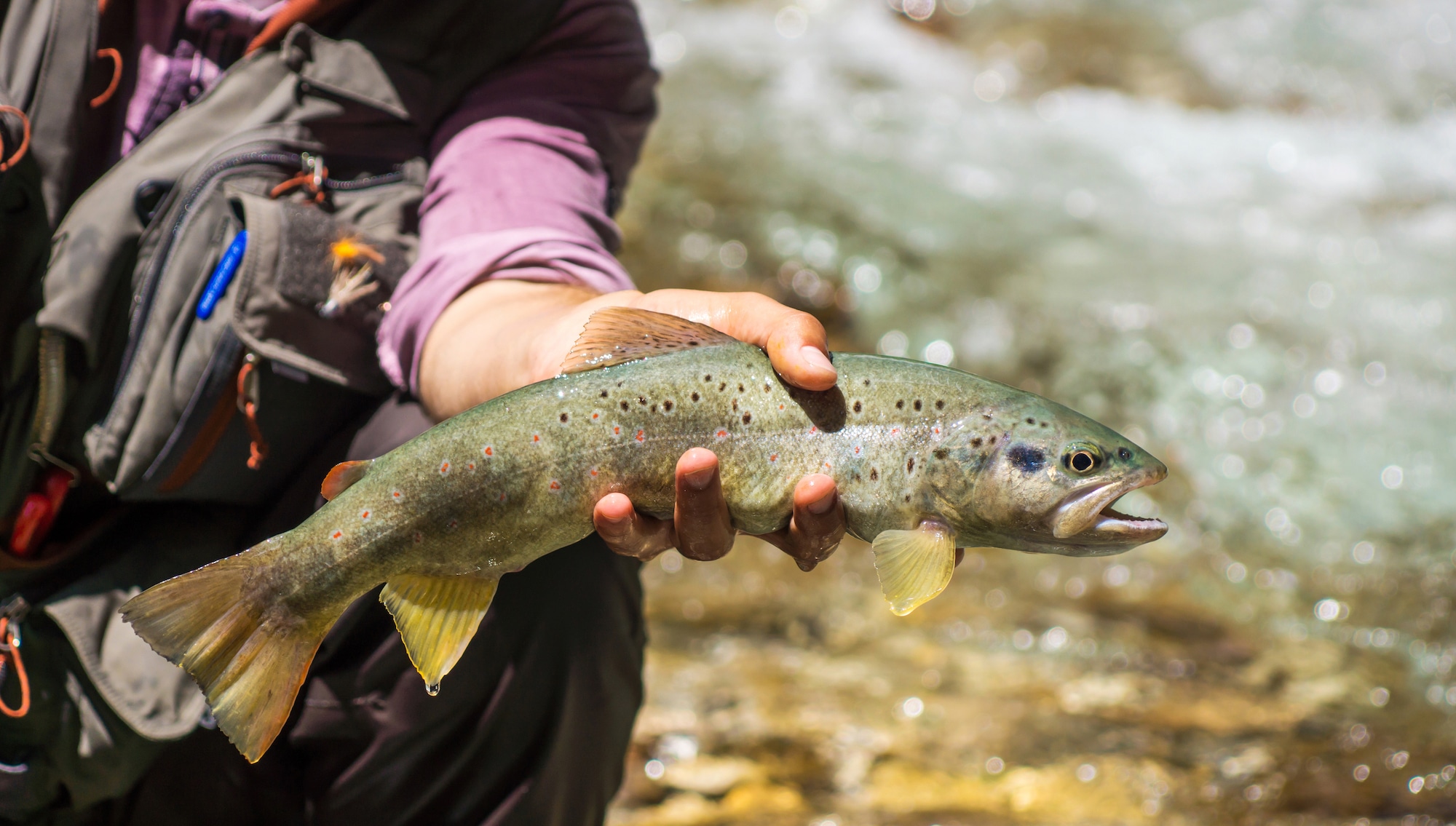 A Weekend Guide To Fly Fishing The Coxs River - Boss Hunting