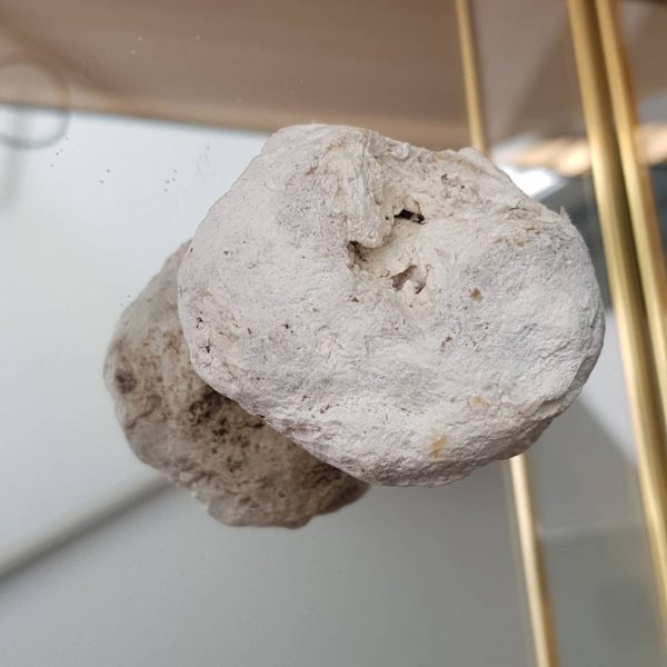 What Is Ambergris? Why 'Whale Vomit' Is Used In Luxury Perfumes