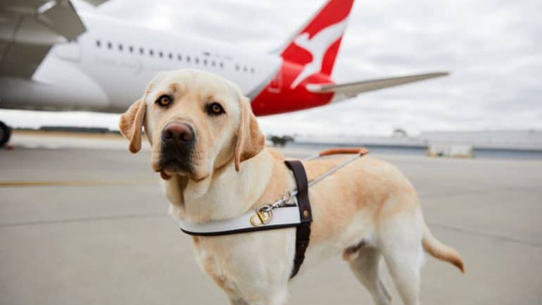 You May Soon Able To Fly With Dogs In Australia - Boss Hunting