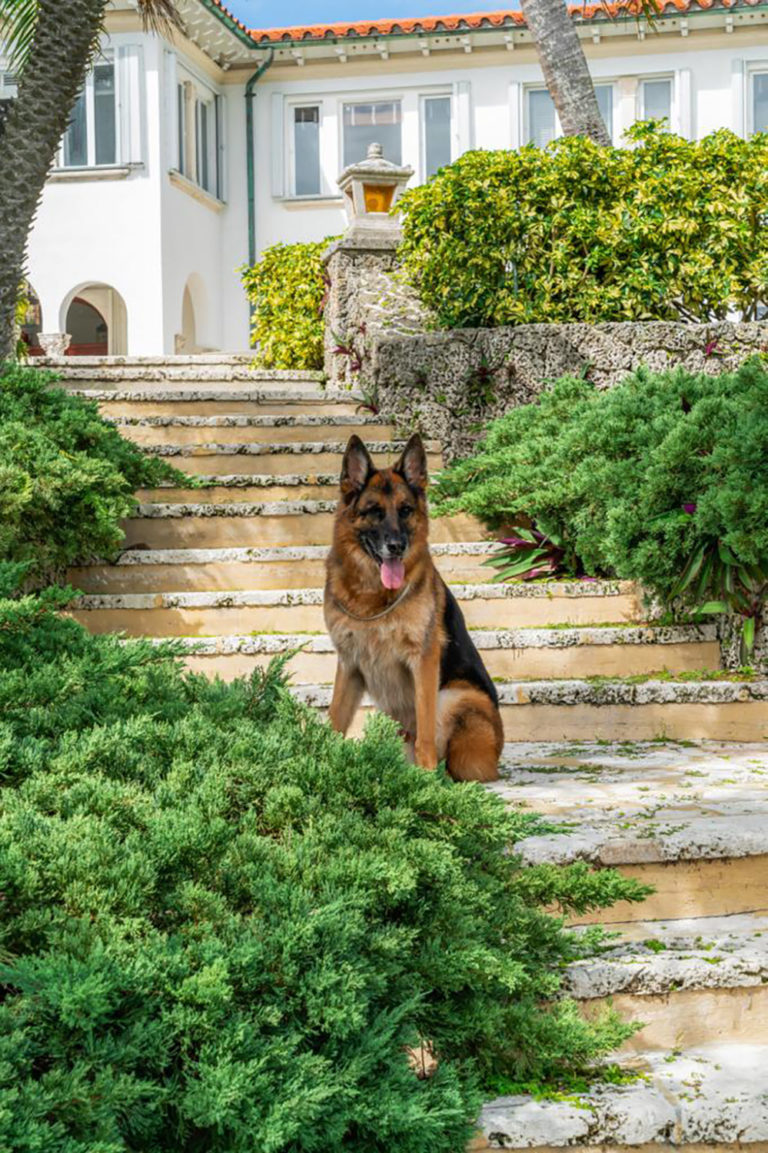 Gunther VI: The German Shepherd With A $580 Million Net Worth