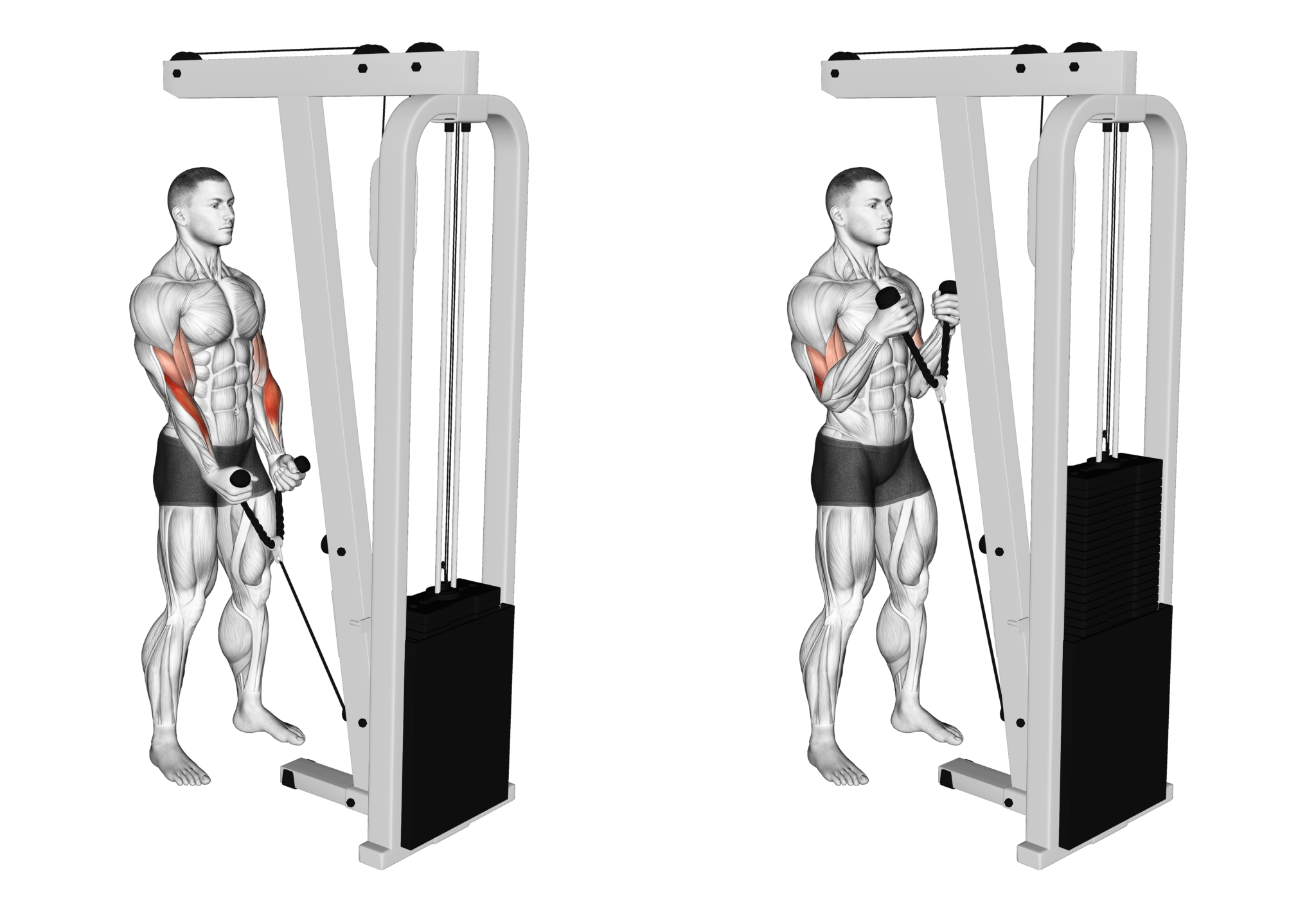 The 15 Best Bicep Exercises And Workouts For Men Boss Hunting