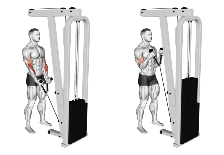 The 15 Best Bicep Exercises & Workouts For Men | Boss Hunting