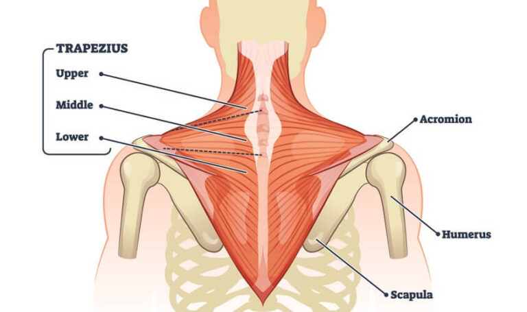 13 Best Trap Exercises And Workouts For Men