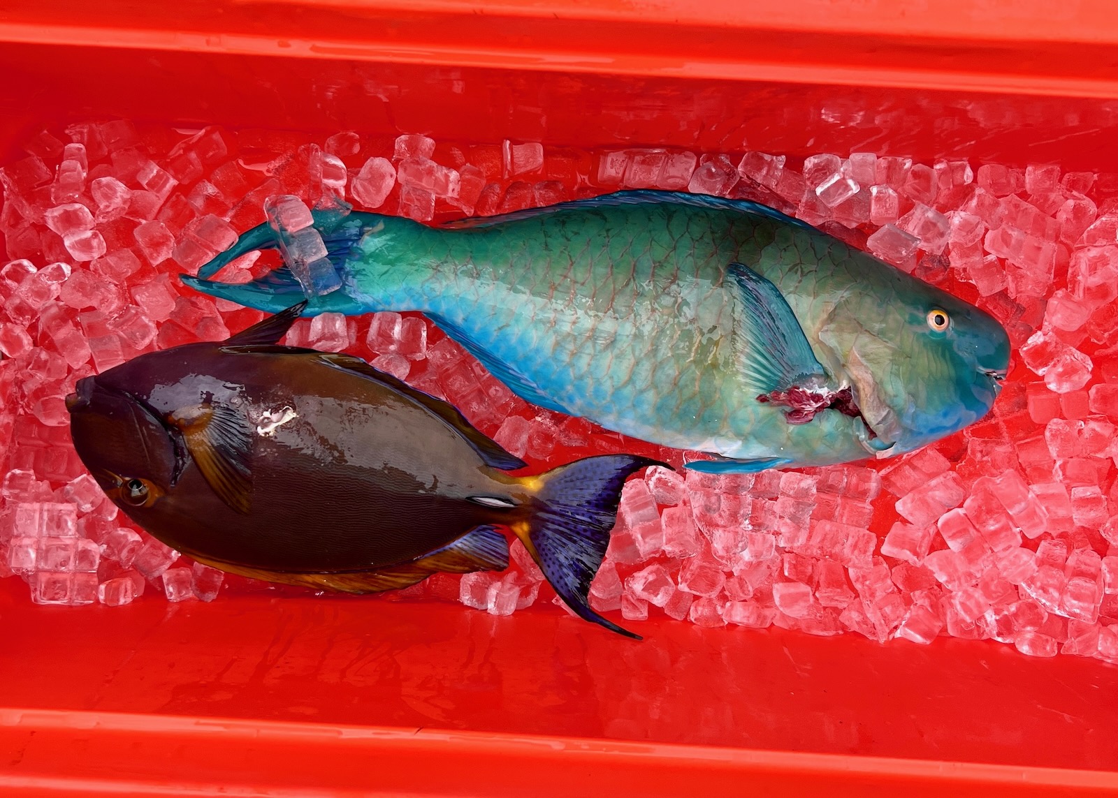 NIHI Sumba Review: Experiencing The Best Hotel In The World