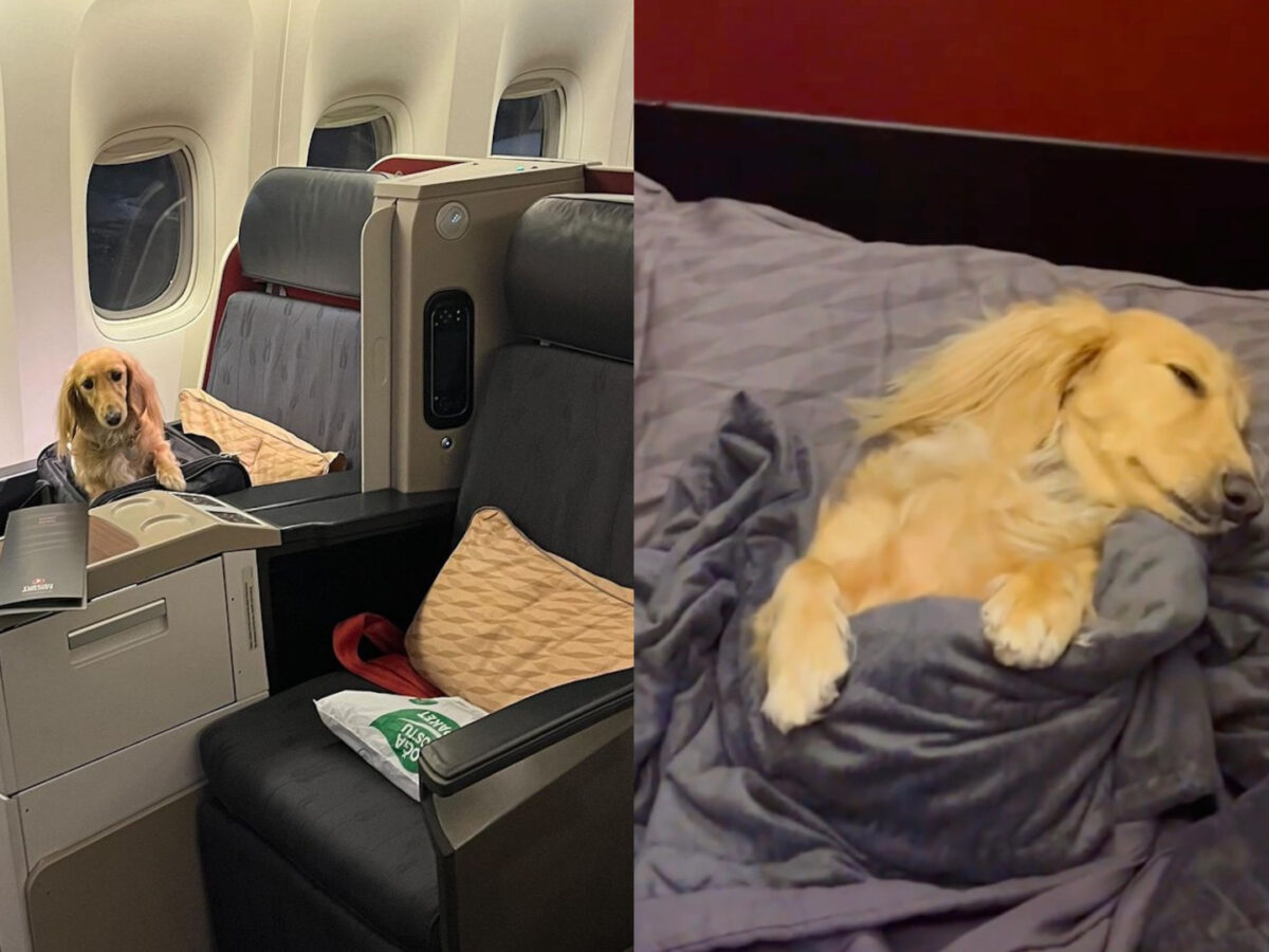Meet Fifi: The Dachshund Who Flew Business Class from Hong Kong to Paris! – New and Tips