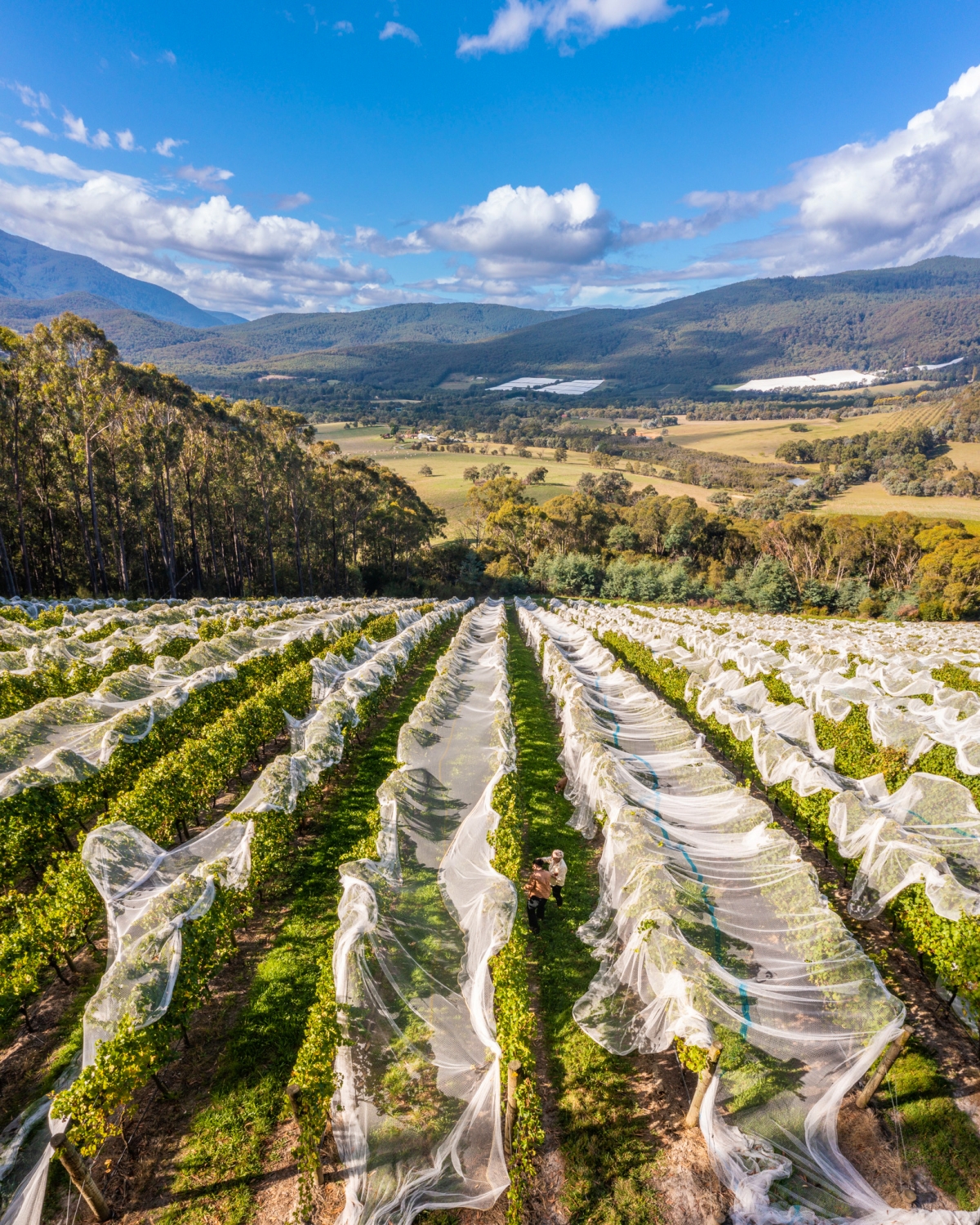 All The Big Winners At The 2025 Halliday Wine Companion Awards